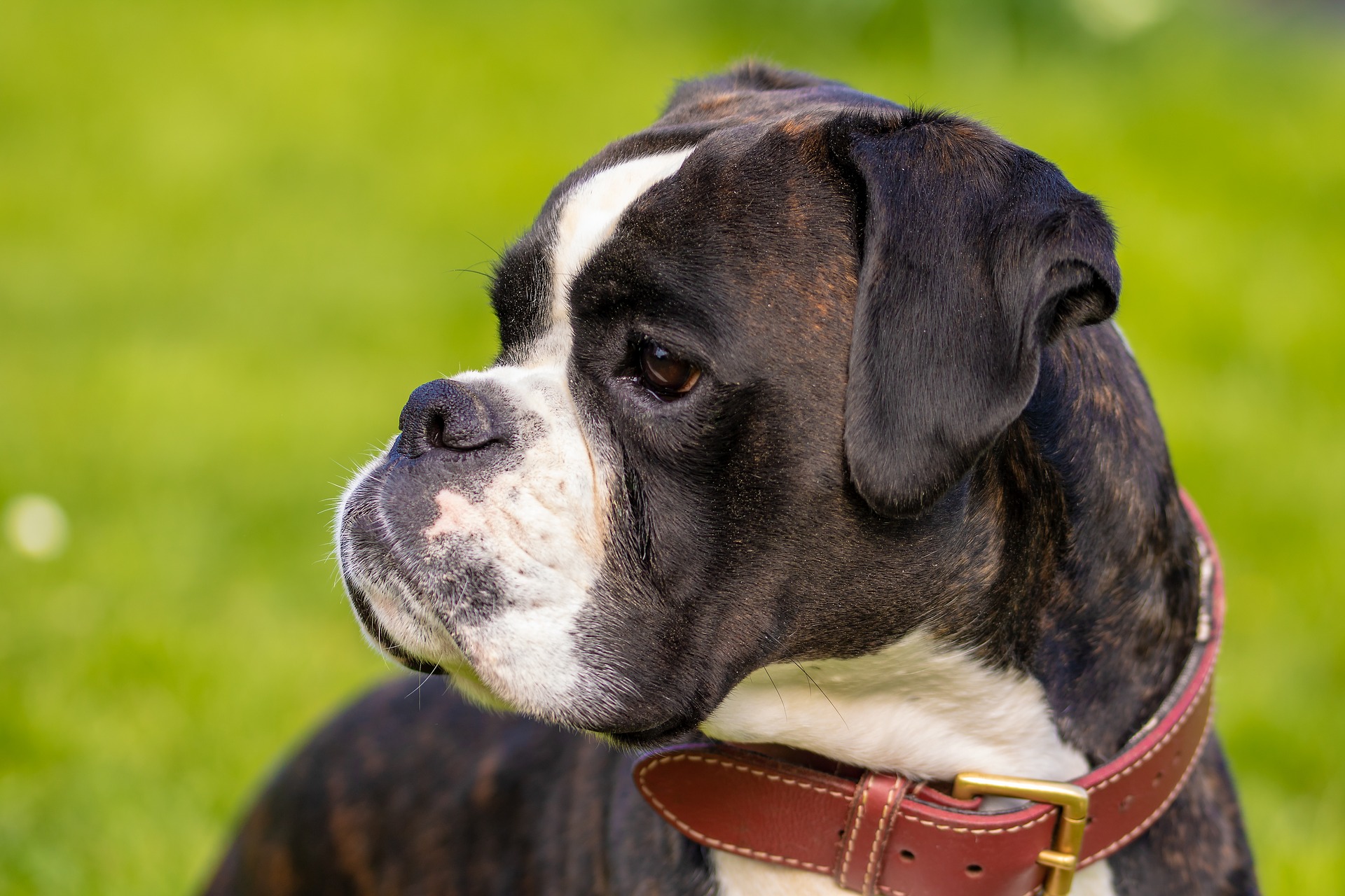 Bóxer: Un excelente perro guardián - Don Peludo