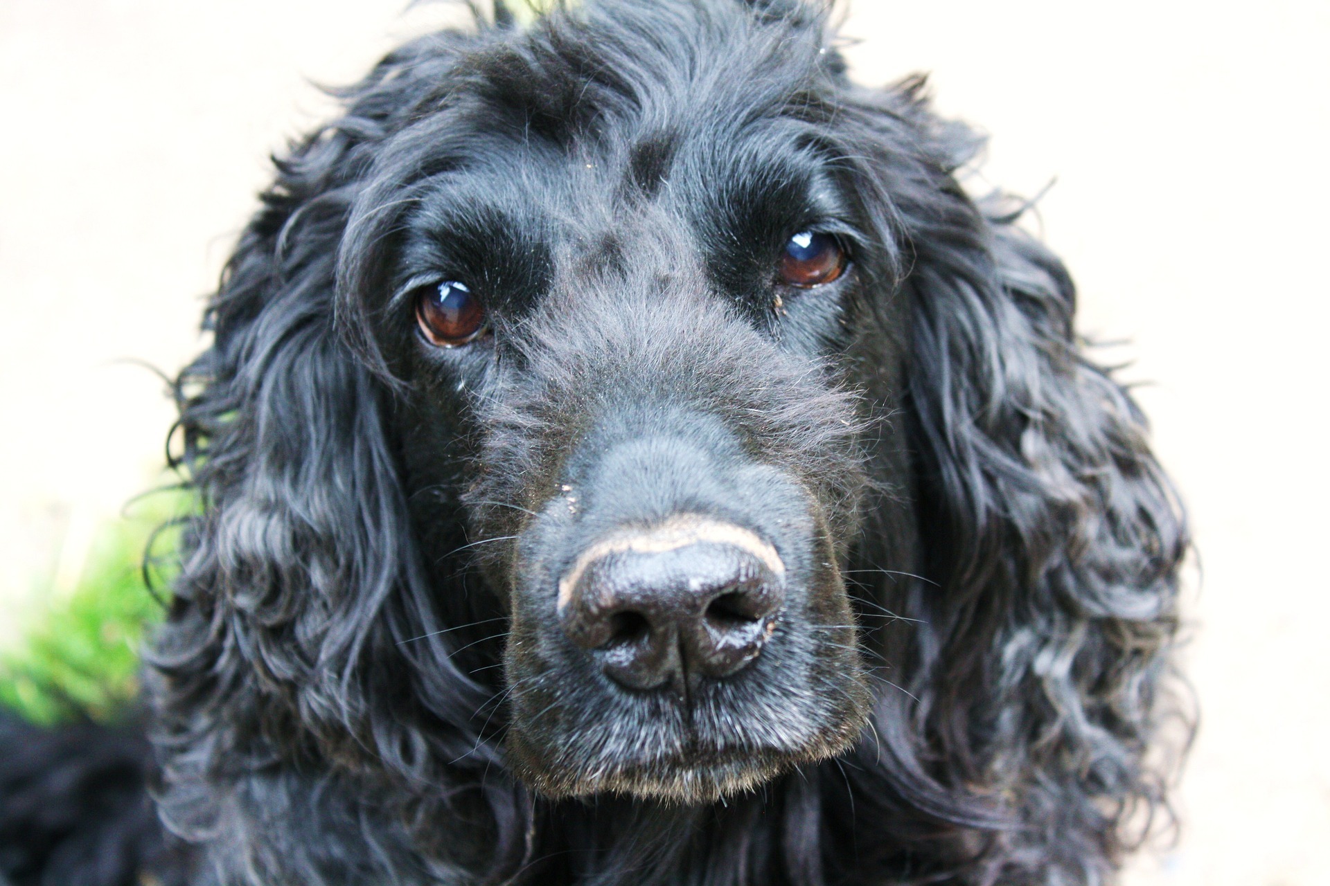 Cocker Spaniel Americano: Muy alegre y dinámico- Don Peludo
