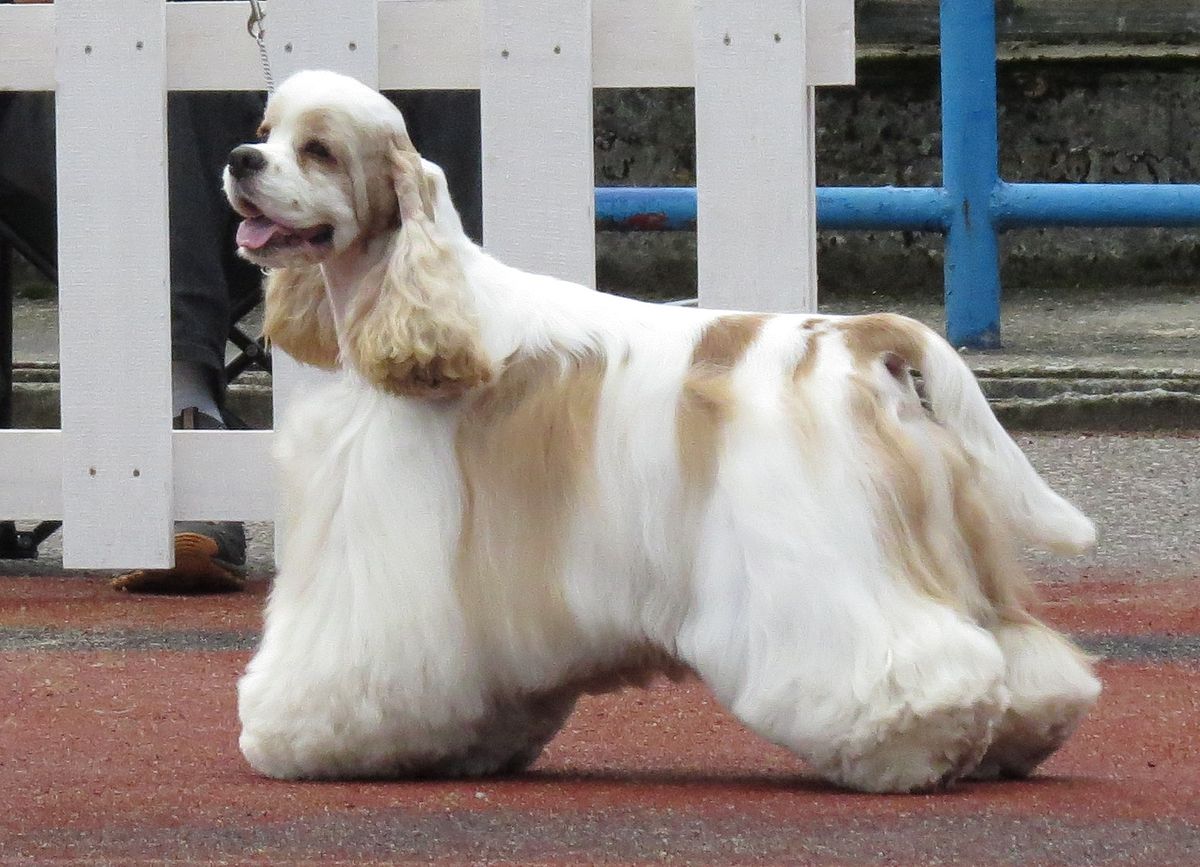 Cocker Spaniel Americano: Muy alegre y dinámico- Don Peludo