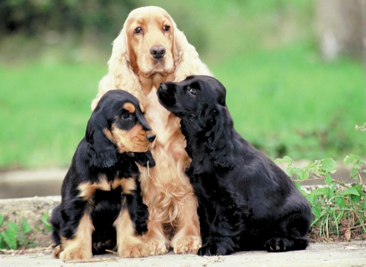 Cocker Spaniel Inglés: Un perro con predilección por el agua - Don Peludo