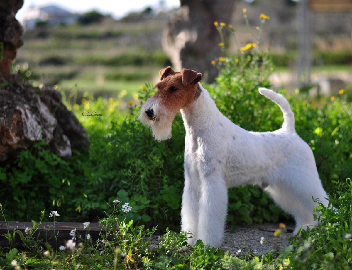 Fox Terrier: Famoso en el mundo entero - Don Peludo