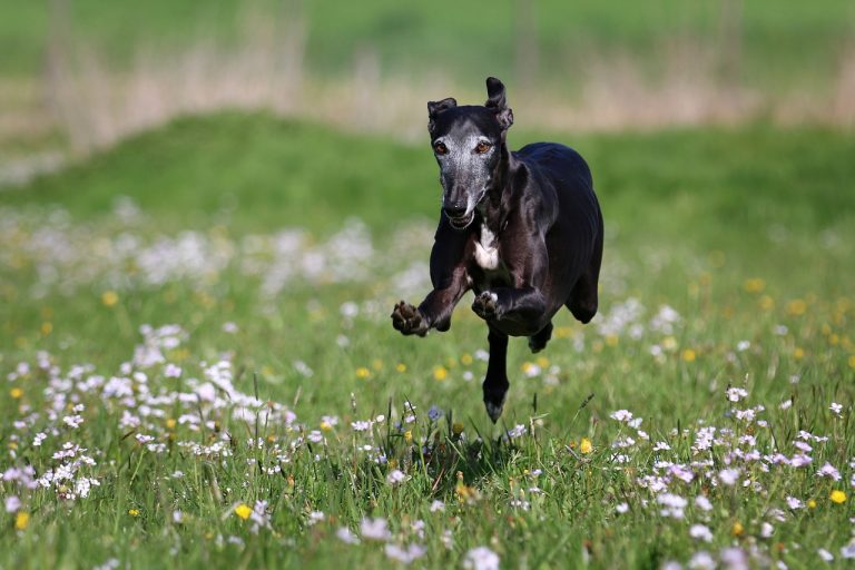 Galgo Español: Un perro muy ligero - Don Peludo