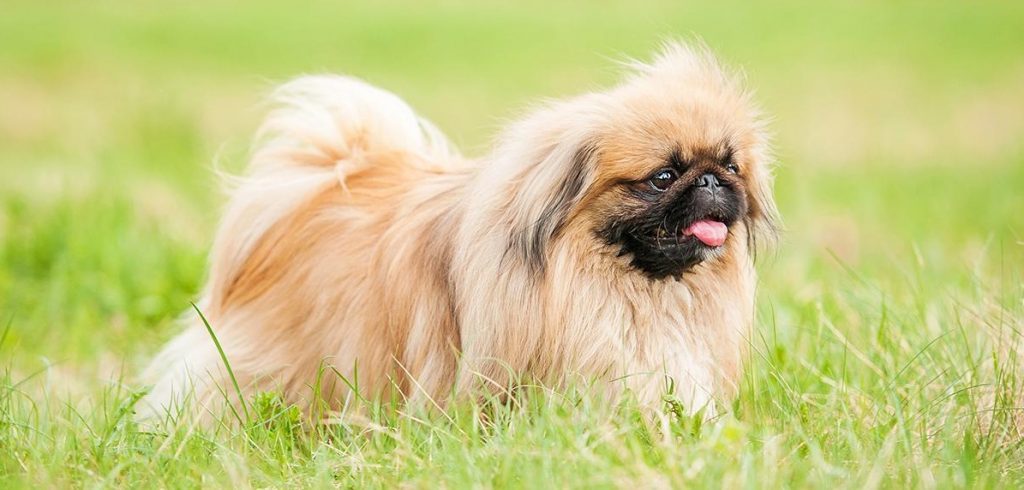 Pekinés: Perro venerado por los monjes budistas en China - Don Peludo