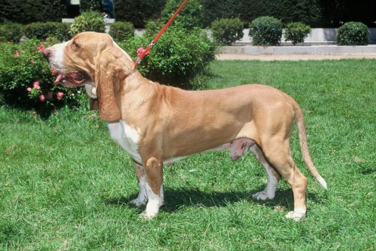 Sabueso Español: Raza de caza autóctona - Don Peludo