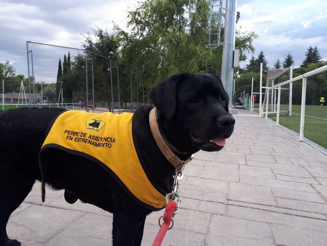 Adiestramiento perro guía - Don Peludo