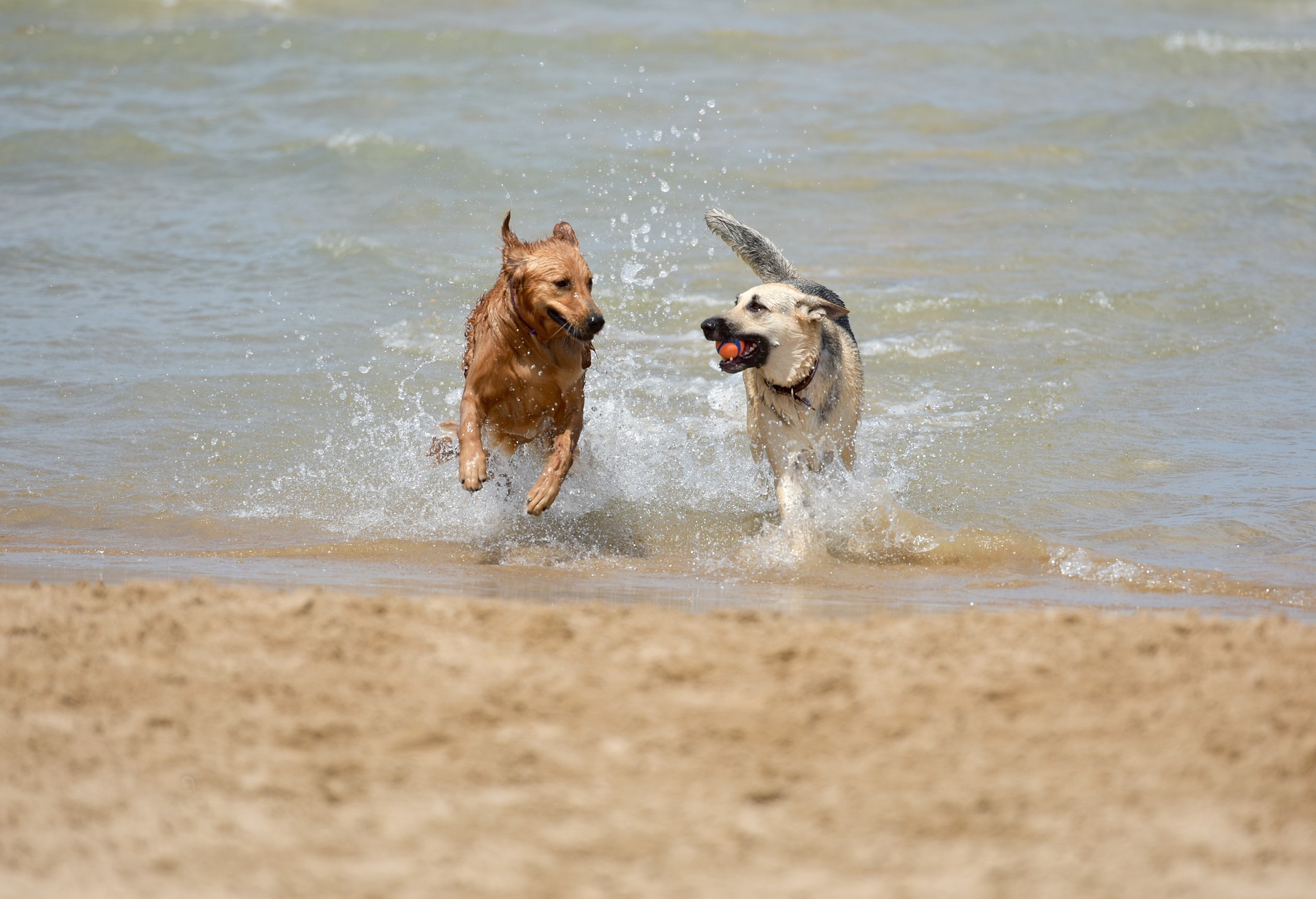 Consejos para ir con nuestro perro a la playa - Don Peludo
