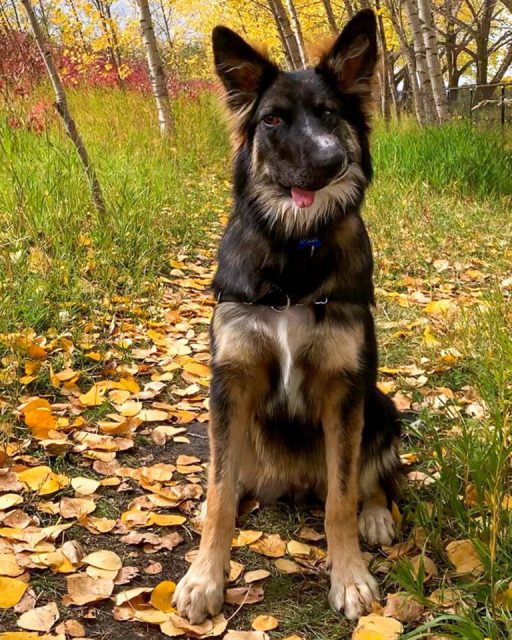 Noticia: Brodie, el perro con la cara torcida que causa furor - Don Peludo